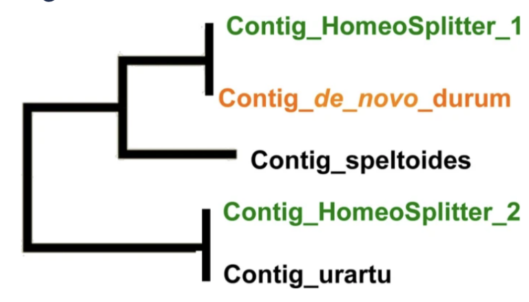 homeoSplitter – GE²pop
